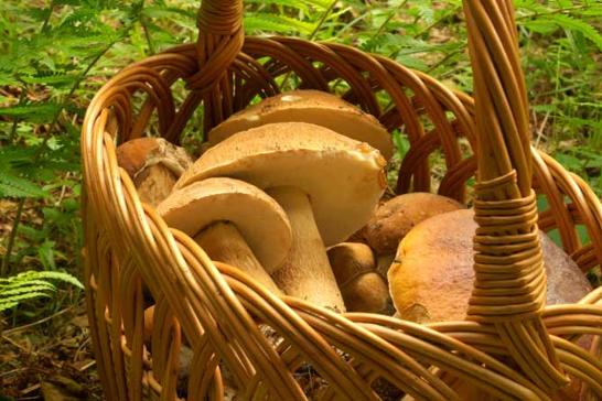 Controllo di commestibilità dei funghi